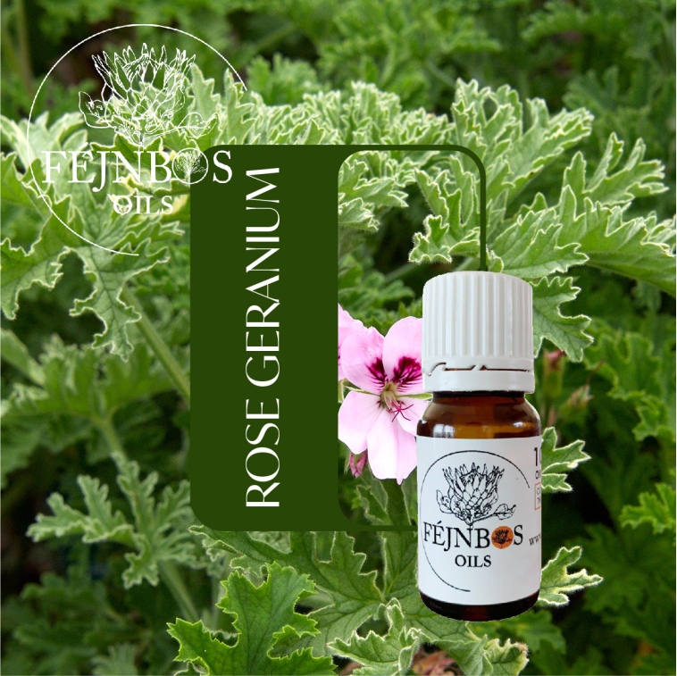 Rose Geranium EO 5ml - Klein Bederf